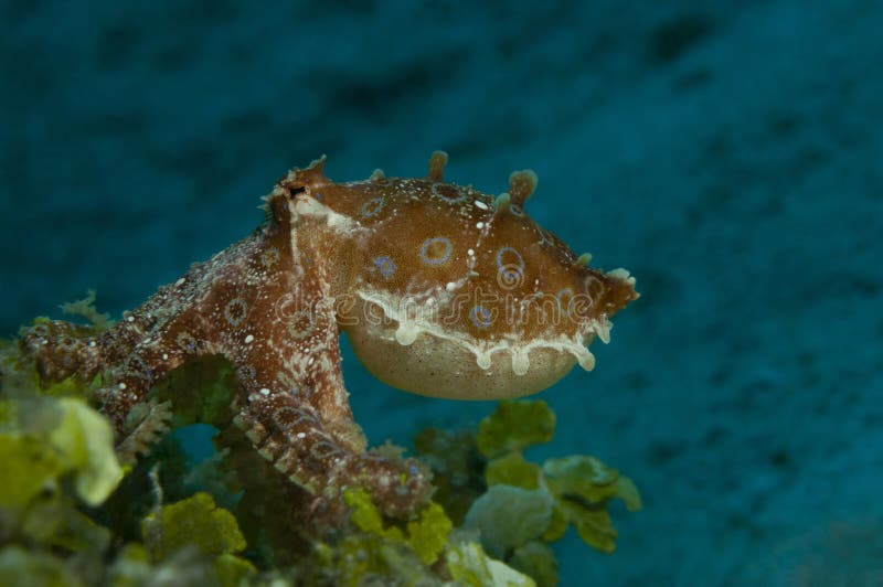 Blue-ringed Octopus Hiding in Algae Stock Image - Image of camouflage ...