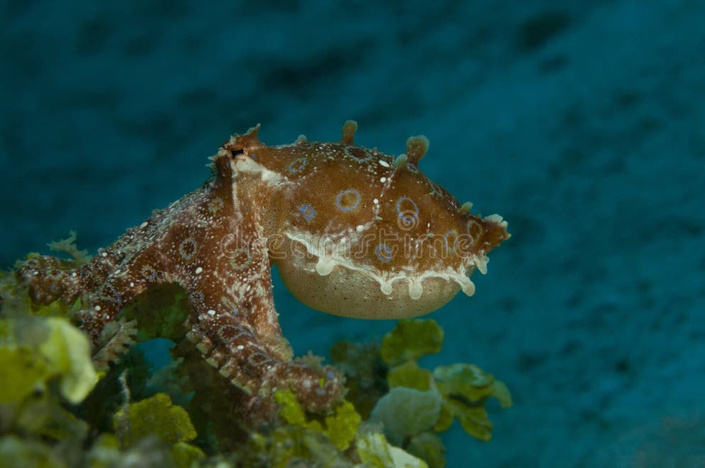 Blue-ringed Octopus Hiding in Algae Stock Image - Image of camouflage ...