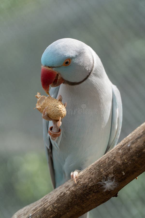 Blue Ringneck Parakeet with Peanut Stock Image - Image of nature, claw ...