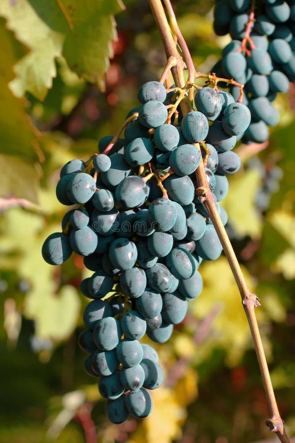 Blue Ripe Grape on a Branch. Stock Image - Image of environment ...