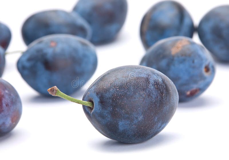 Blue ripe plum stock photo. Image of white, isolated - 18964006