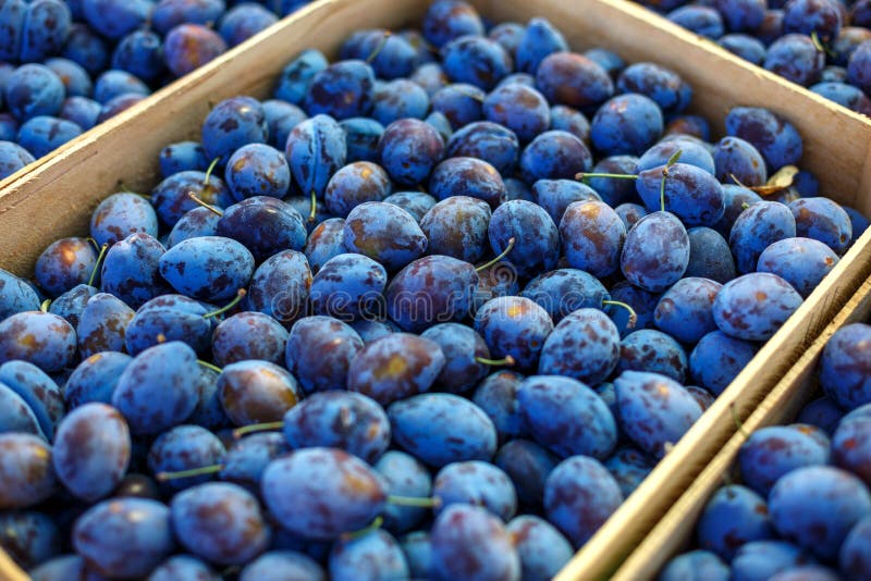 Blue Ripe Plum Lies in Boxes Stock Image - Image of diet, flavor: 126948445