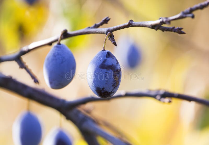 Blue ripe plums stock photo. Image of plum, organic, fruit - 35209646