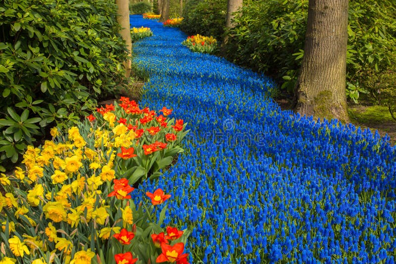A Blue River in the Forest, Formed from Flowers. Stock Photo - Image of ...