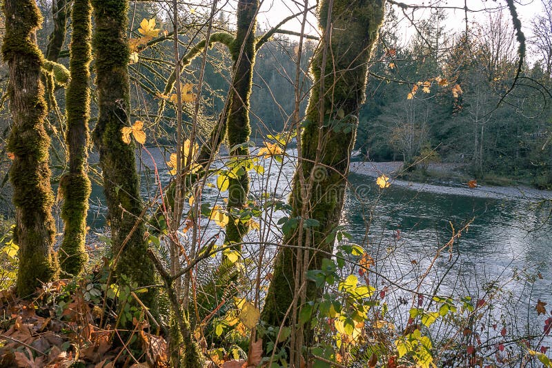 River through Leaves and Trees Stock Photo - Image of calm, pool: 104401046