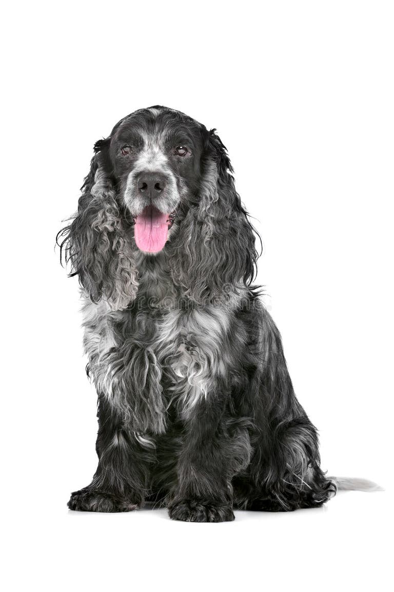 247 Blue Roan Cocker Spaniel Stock Photos - Free & Royalty-Free Stock ...