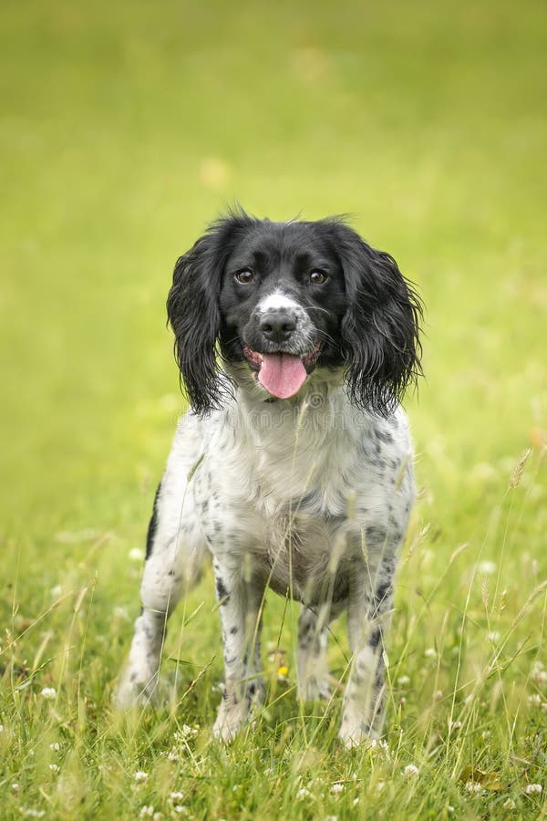 Blue Roan Cocker Spaniel on Windsor Long Walk Stock Image - Image of ...