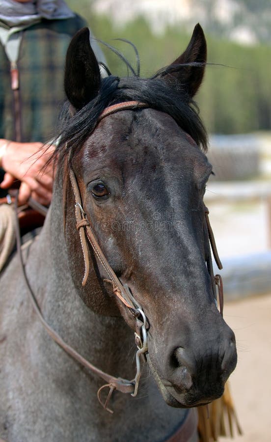 52+ Roan horse Free Stock Photos - StockFreeImages