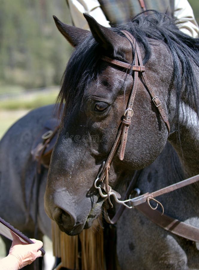 Blue Roan Horse Eyeing Reflector Stock Image - Image of tack, creature ...