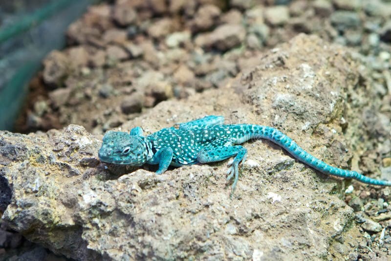 Shield tailed agama stock image. Image of ethiopia, agama - 15383473