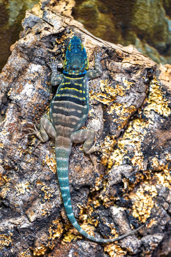 Blue Rock Lizard stock photo. Image of herpetology, game - 254435672