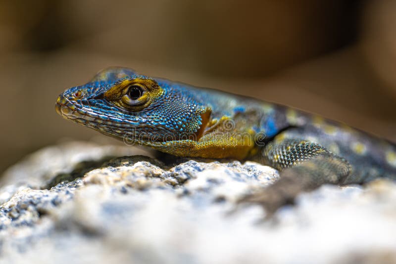 Petrosaurus Stock Photos - Free & Royalty-Free Stock Photos from Dreamstime