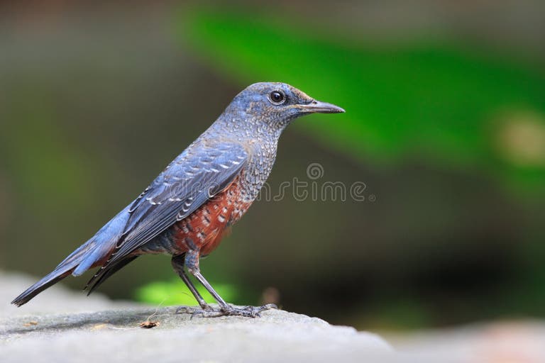 Blue Rock Thrush stock photo. Image of thrush, rock, blue - 9961408