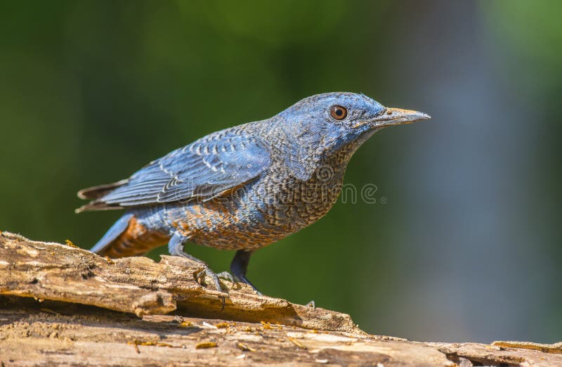 Blue Rock-Thrush, Bird stock photo. Image of resting - 41344616