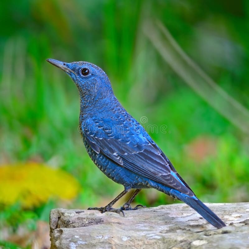 Blue Rock-Thrush stock photo. Image of blue, avian, rockthrush - 32806884