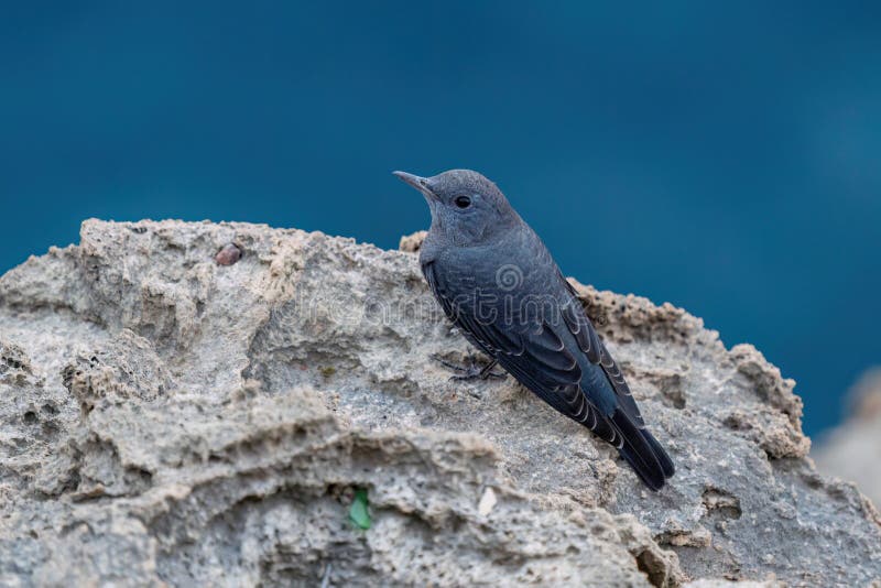 Blue Rock Thrush Perched on a Rock Stock Image - Image of ecology ...