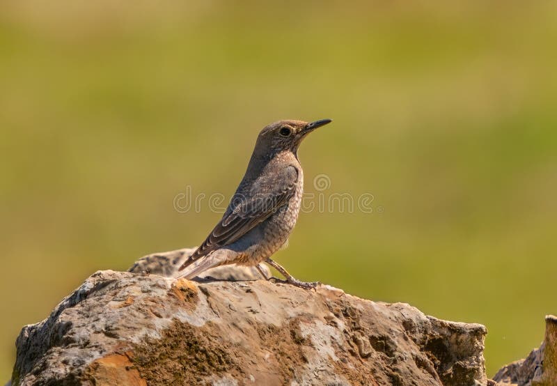 Blue Rock Thrush Perched on a Rock Stock Photo - Image of wildlife ...