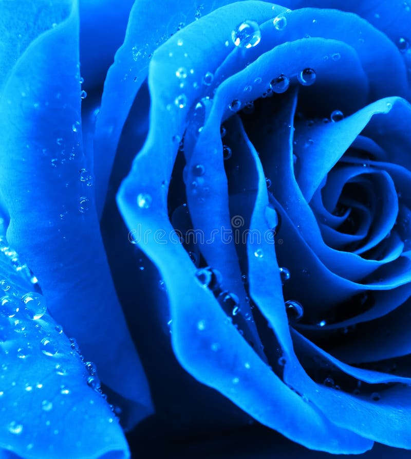 Blue rose stock photo. Image of amazing, flower, ikebana - 9990396