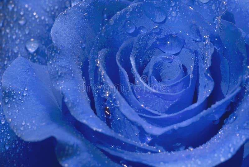 Detail Of Blue Rose With Dew Drops Stock Image - Image of drops ...