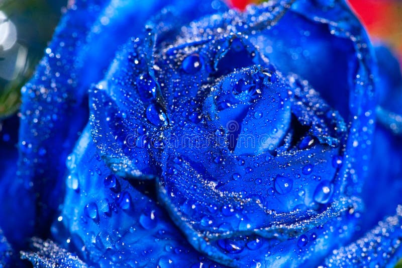 Blue rose stock photo. Image of darling, floral, anniversary - 24274536