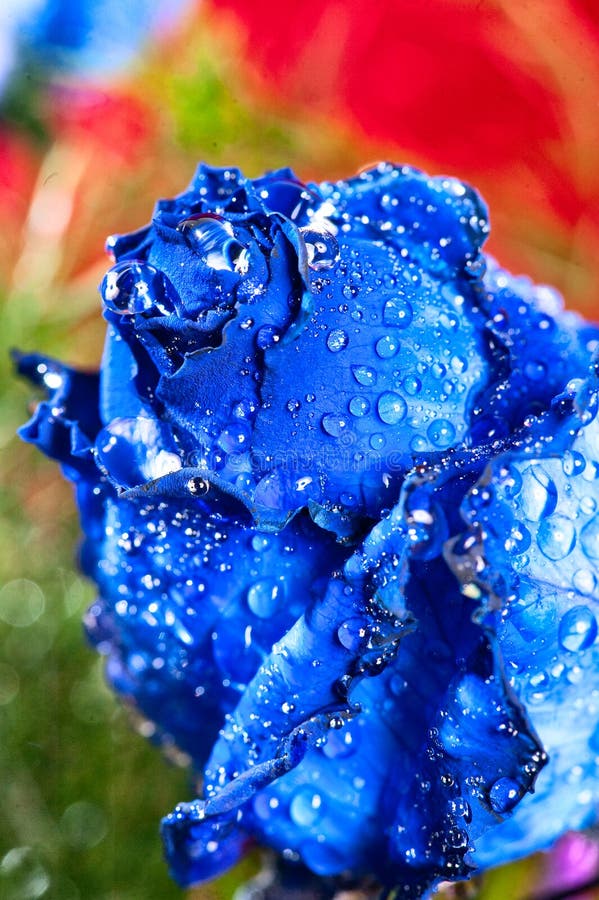 Blue rose stock image. Image of blossom, beautiful, botanical - 24274541