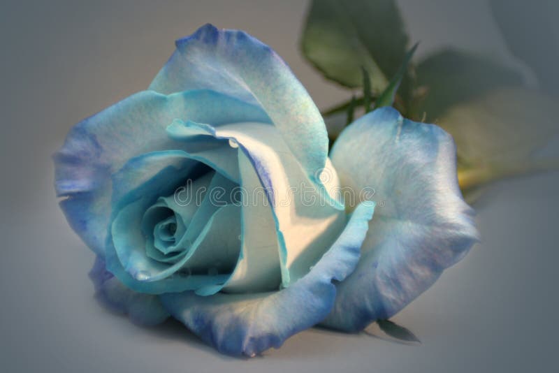 Blue rose stock photo. Image of perfum, powder, soft, smell - 858770