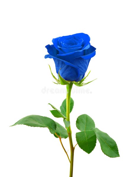 Blue rose stock image. Image of celebration, isolated - 9825771