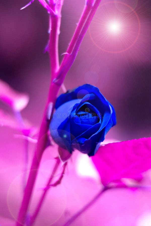 Blue rose stock photo. Image of plant, fresh, romance - 56067322