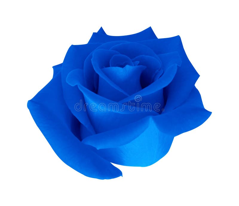 Blue Rose Bud Isolated on White Background with Clipping Path Stock ...