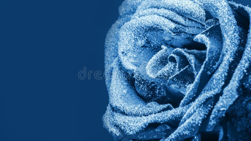 Blue Rose Covered with Snow. Stock Photo - Image of flakes, love: 115683550