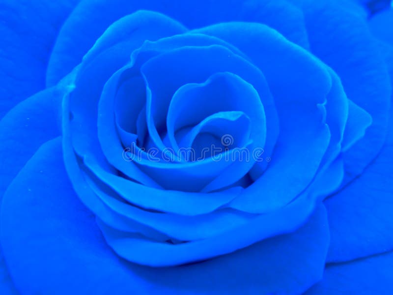 Blue Rose for Design and Texture. Stock Image - Image of unique ...
