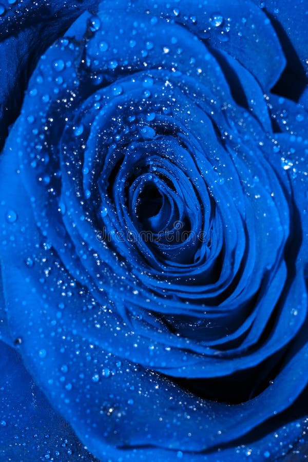 Blue Rose with Droplets stock photo. Image of delicate - 57095380