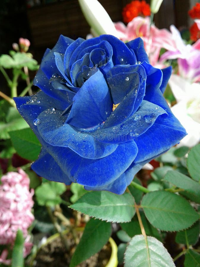 Blue rose stock photo. Image of blue, drops, rose, flowers - 88801752