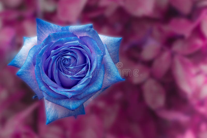 Blue Rose Flower Macro Flowers Background for Design Stock Image ...