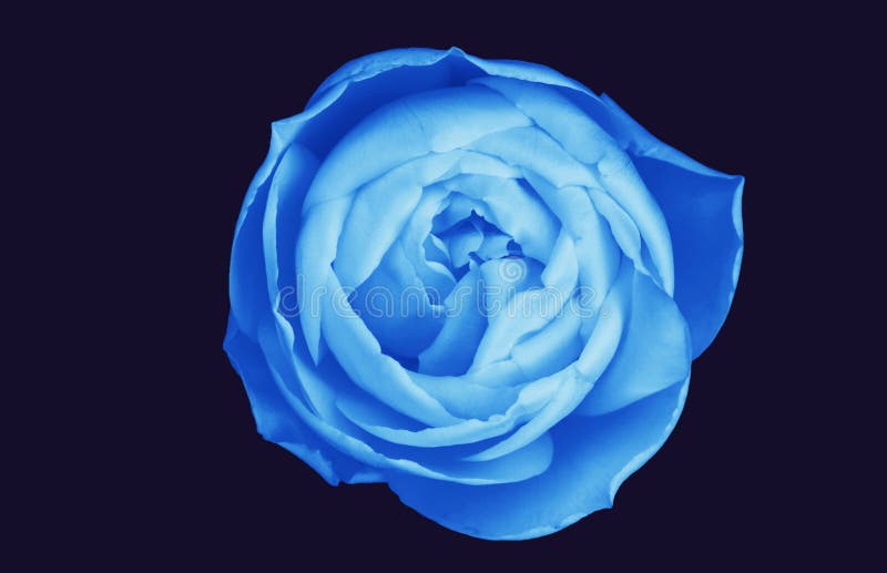 Blue Rose Isolated on Deep Navy Background Stock Photo - Image of ...