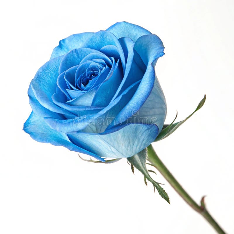 Blue Rose on White Background Stock Illustration - Illustration of ...