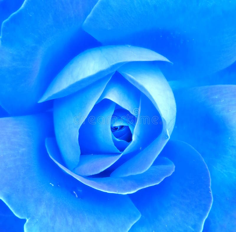 Blue rose macro shot stock photo. Image of blue, beauty - 151681942