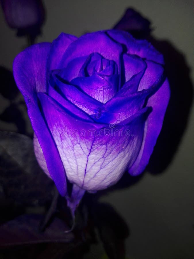 Blue rose stock photo. Image of blue, rose, flower, shine - 101127770
