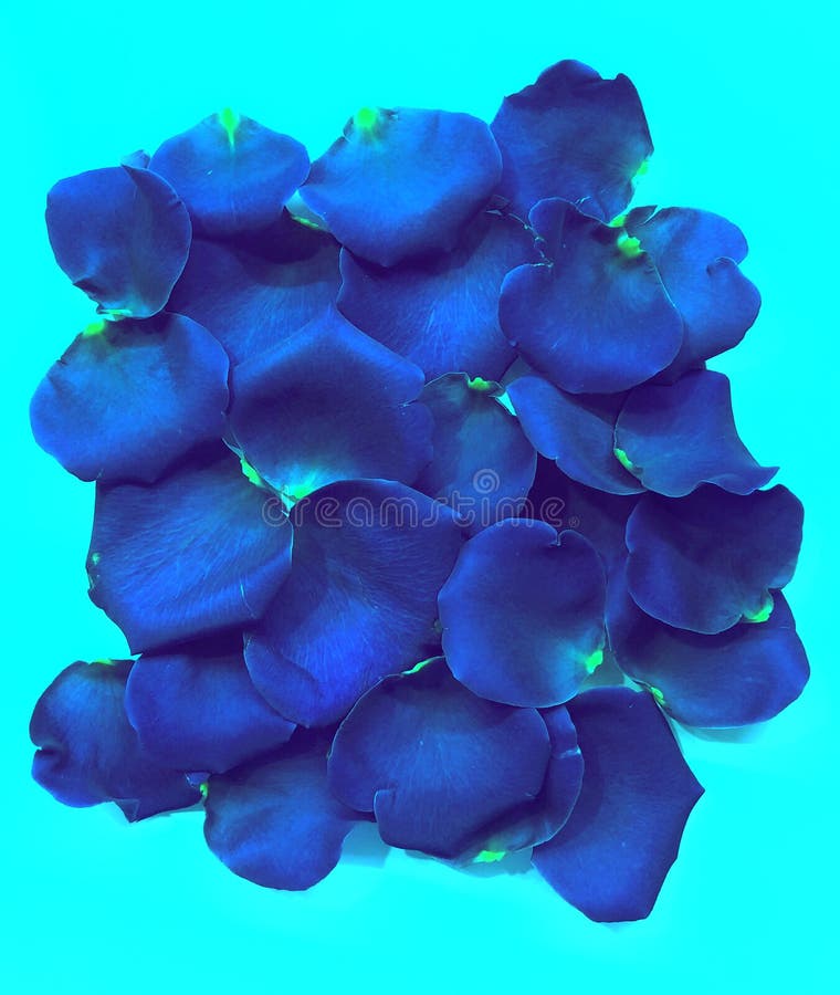Blue rose petals stock image. Image of nature, editorial - 216366809