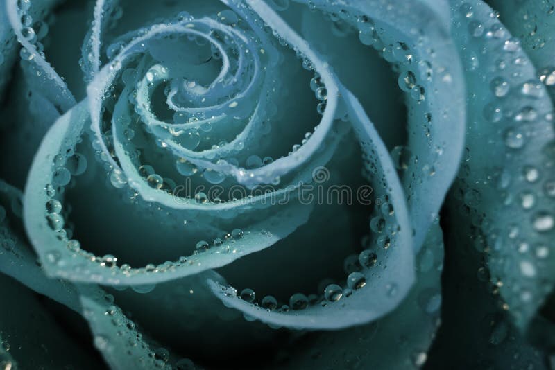 150,942 Blue Rose Photos - Free & Royalty-Free Stock Photos from Dreamstime