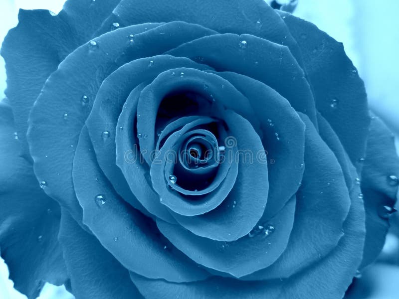 Blue rose in rain stock image. Image of rain, rose, gift - 88887691