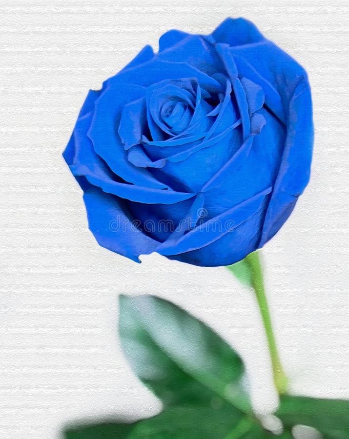 Blue Rose on a Stem. One Flower. Stock Photo - Image of summer, leaf ...