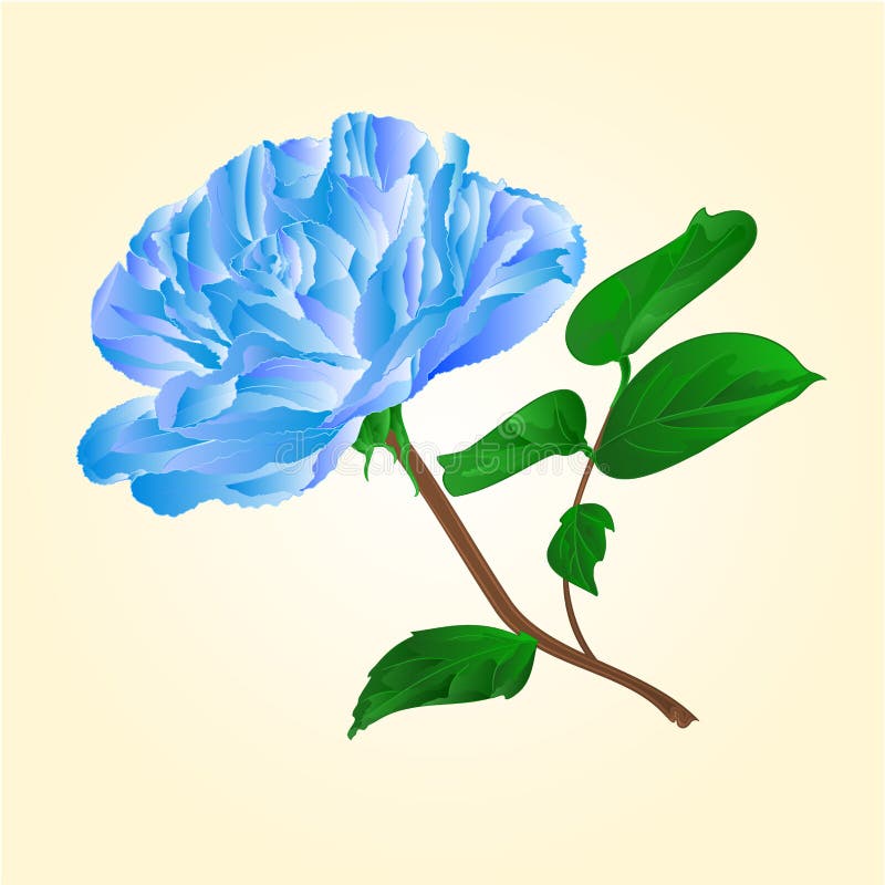 Blue rose stem vector stock vector. Illustration of petal - 69472771