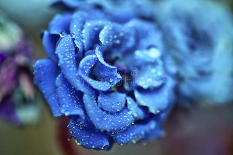 Blue rose with water drops stock image. Image of drops - 199216219