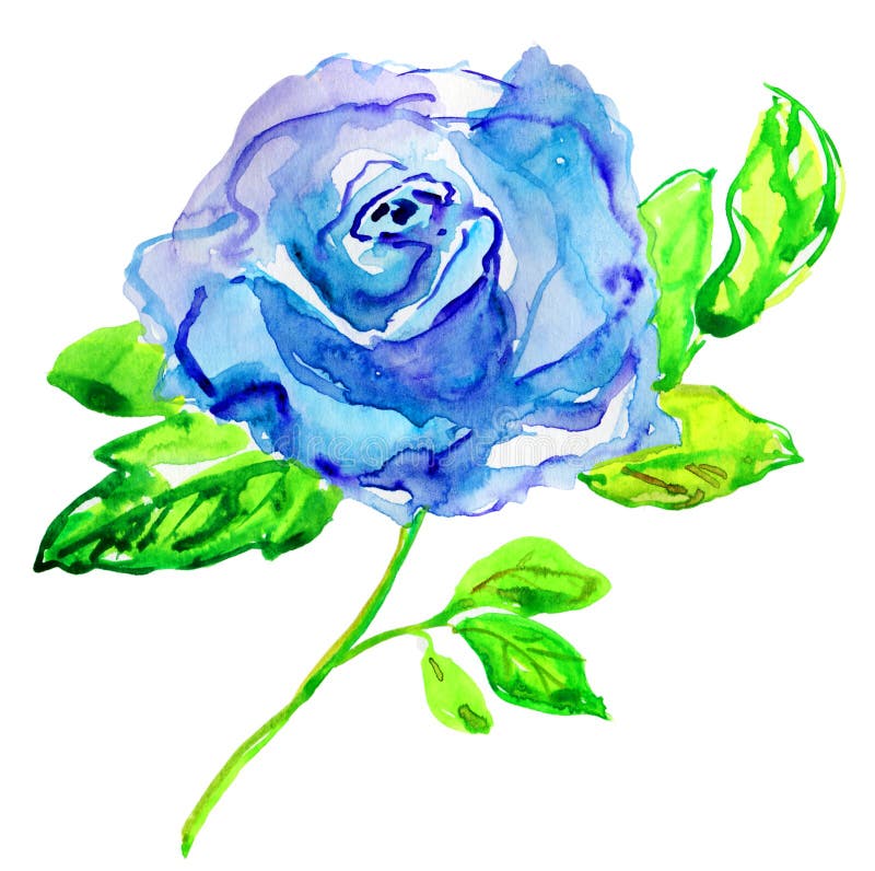Blue Rose. Watercolor Painting Stock Illustration - Illustration of ...