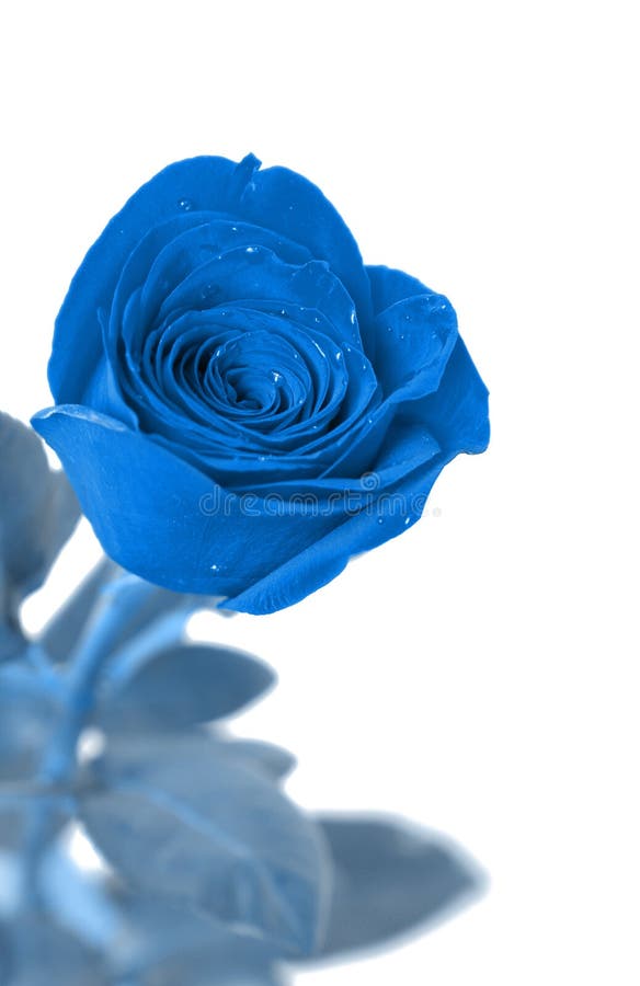 Blue Rose on White Background. Stock Image - Image of closeup, blossom ...