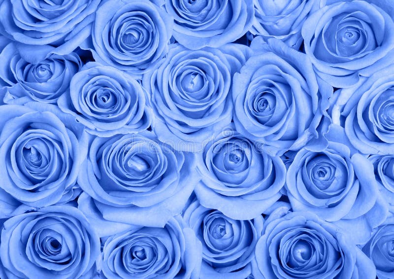 Blue roses stock photo. Image of bunch, petal, flowers - 137327054