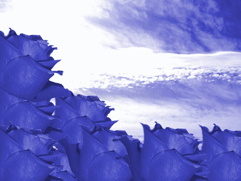 Beautiful blue roses. stock image. Image of background - 158436679