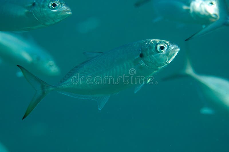 Blue Runner stock photo. Image of school, reef, ichthyology - 26515926