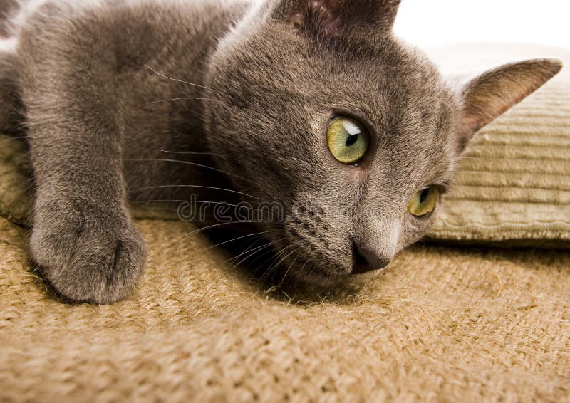 Russian Blue Shorthair
